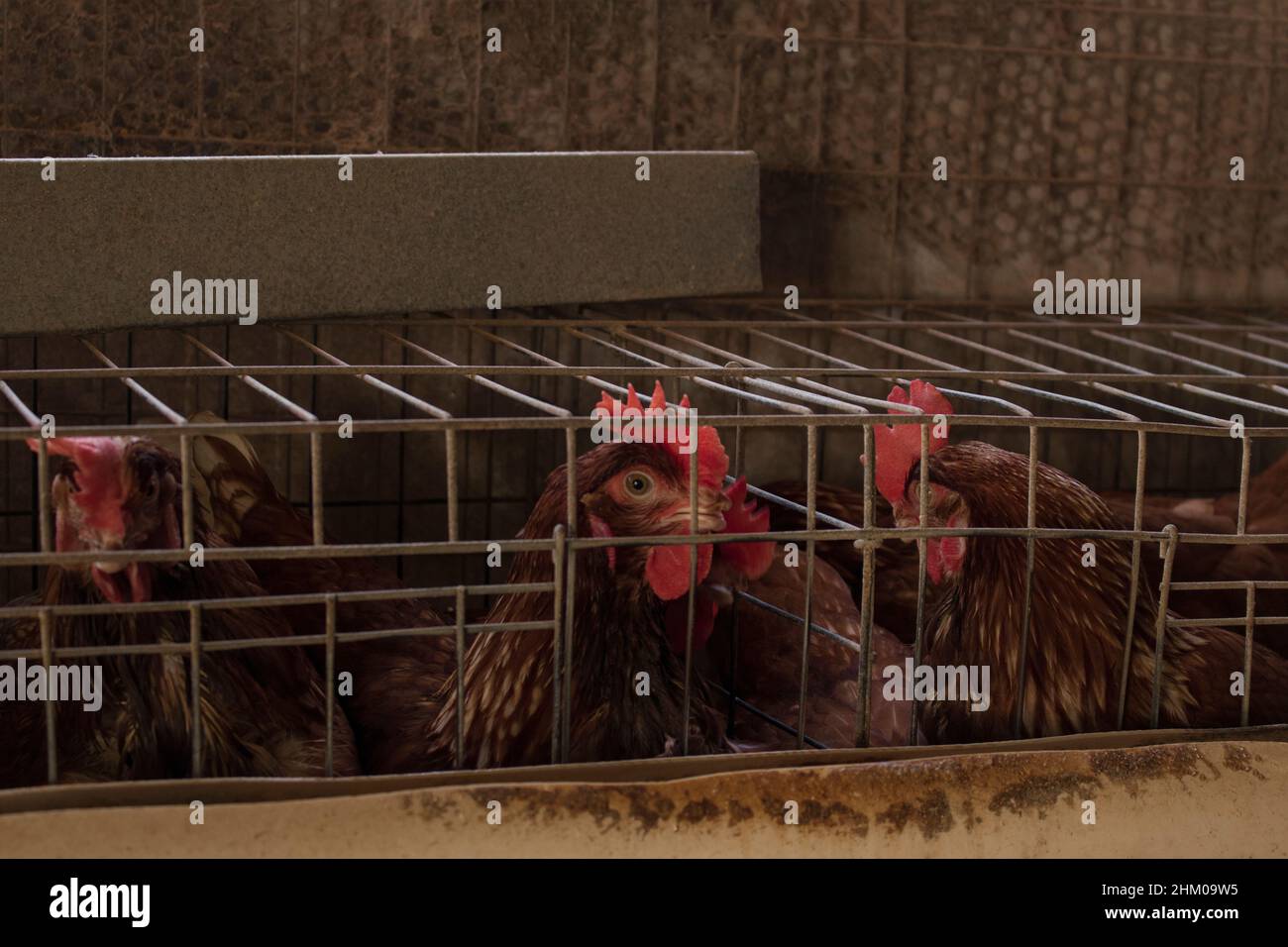 Several chickens inside the cage in the meat and egg industry Stock ...