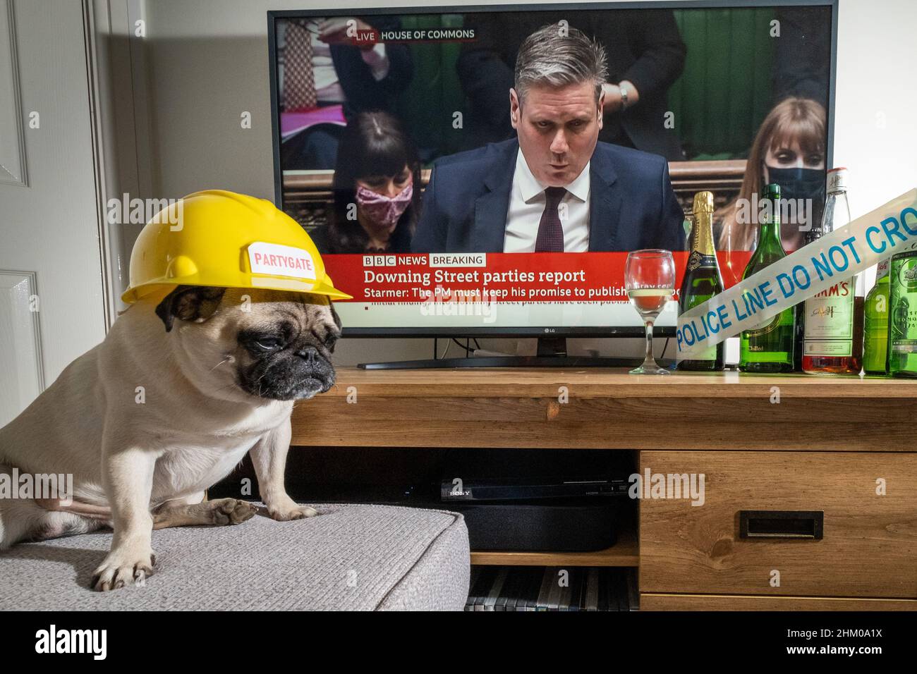 Dennis the Pug watching Boris Johnson adressing the house of comms on ...