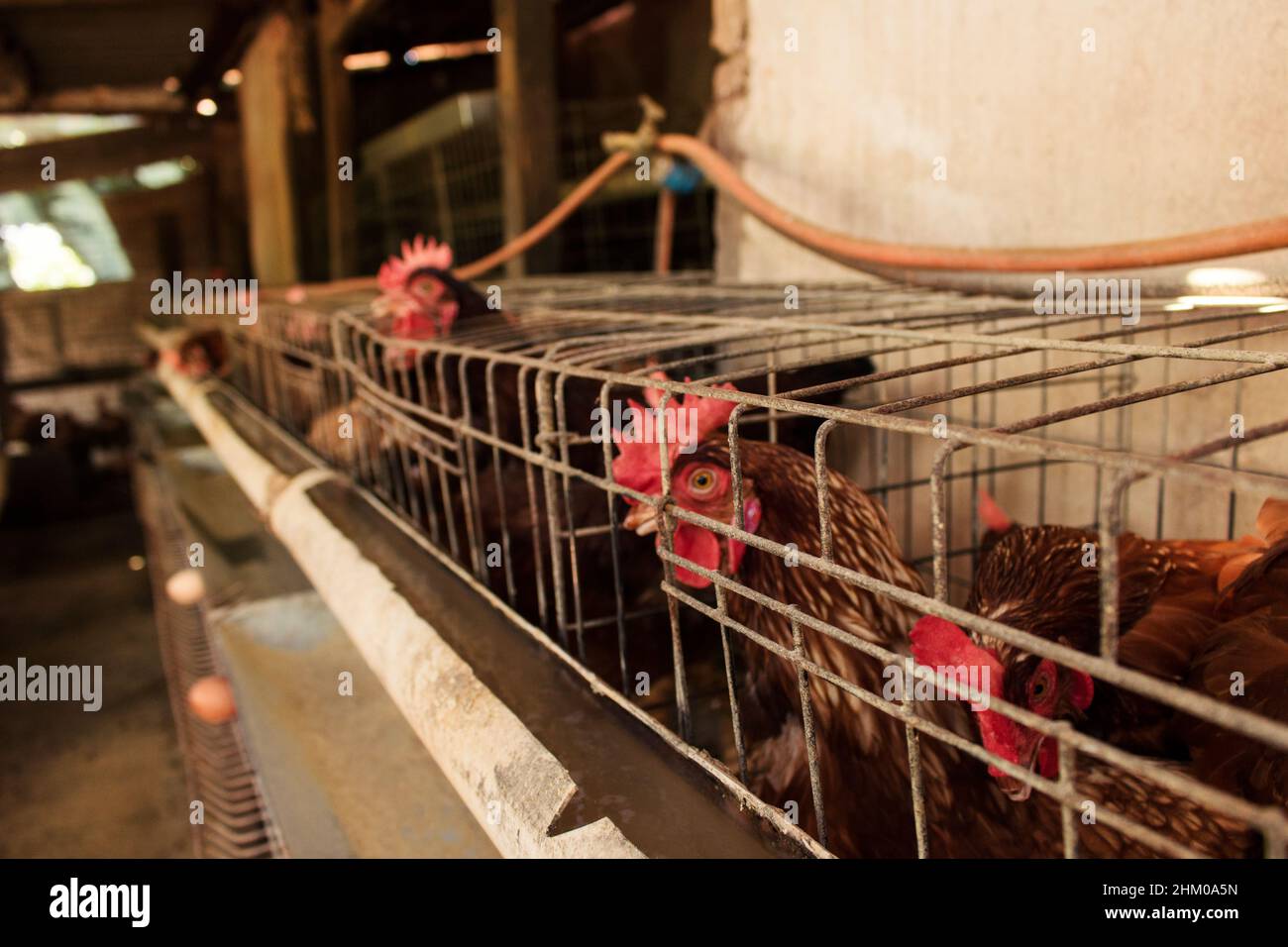 Chickens in cage farm brazil hi-res stock photography and images - Alamy
