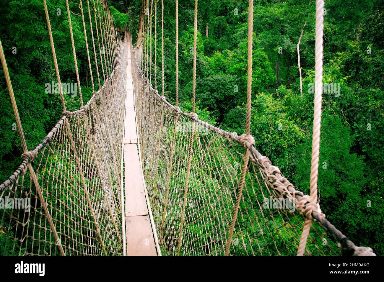 View of a canopy walkway rope bridge at the Kakum National Park near ...