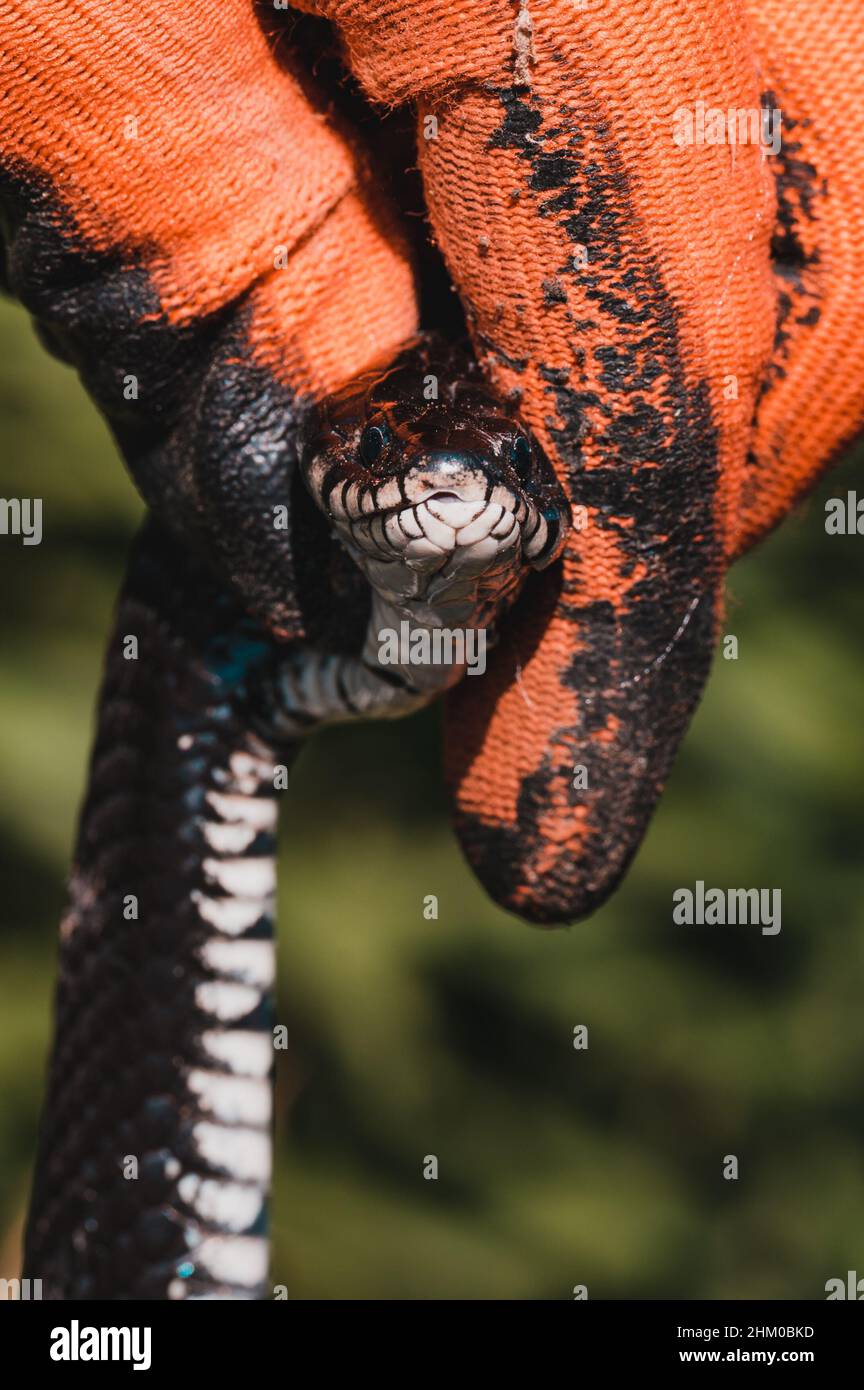 Snake in human hands, Natrix is a genus of non-venomous snakes of the ...
