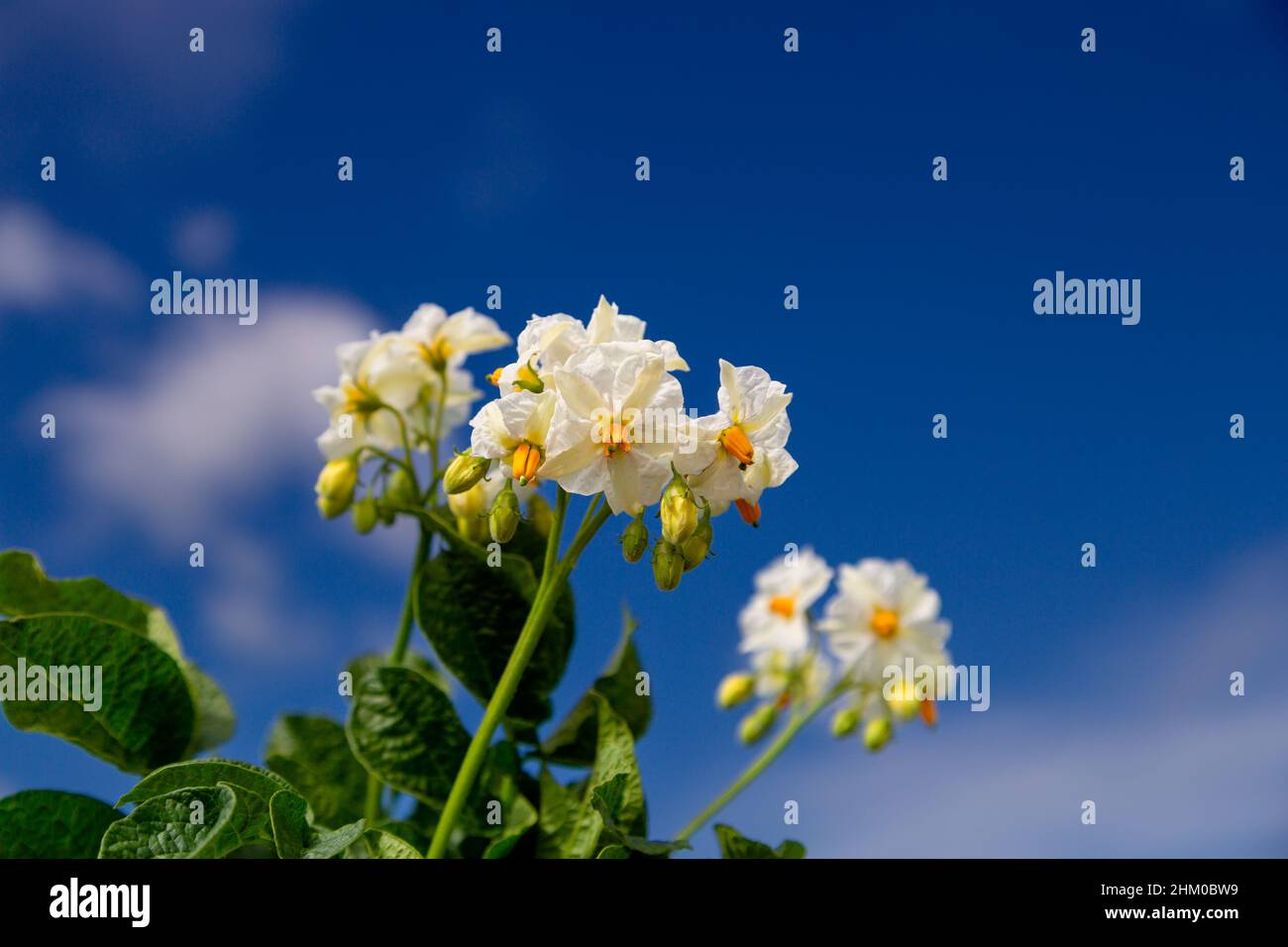 Close up white flower of potato crop Stock Photo - Alamy