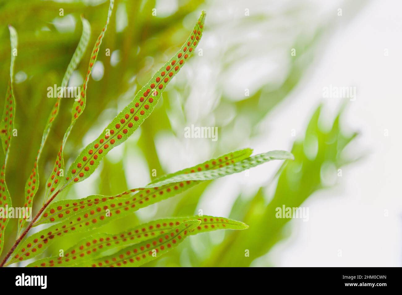 Fern spores hi-res stock photography and images - Alamy