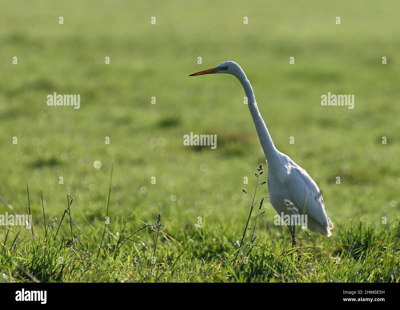 Silver egret hi-res stock photography and images - Alamy