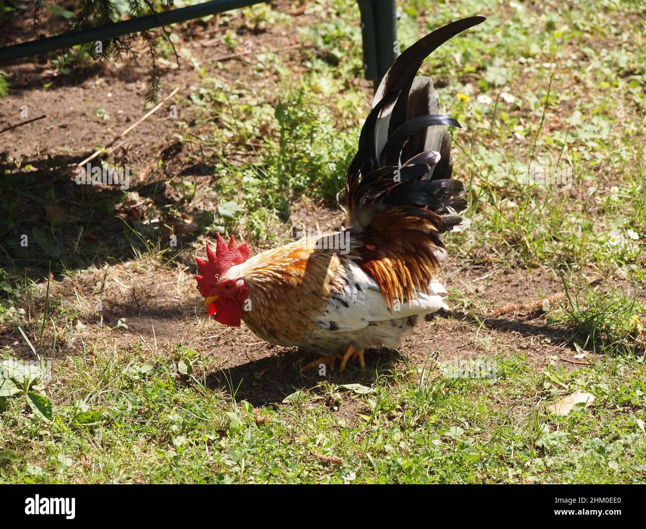 Bantam rooster hi-res stock photography and images - Alamy