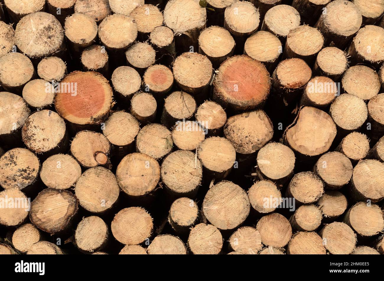 Felled trees or logs with visible cross-section, deforestation concept ...