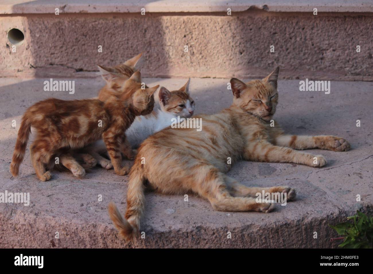 Yellow Kitten Stray Cats and Mother Cat Stock Photo - Alamy