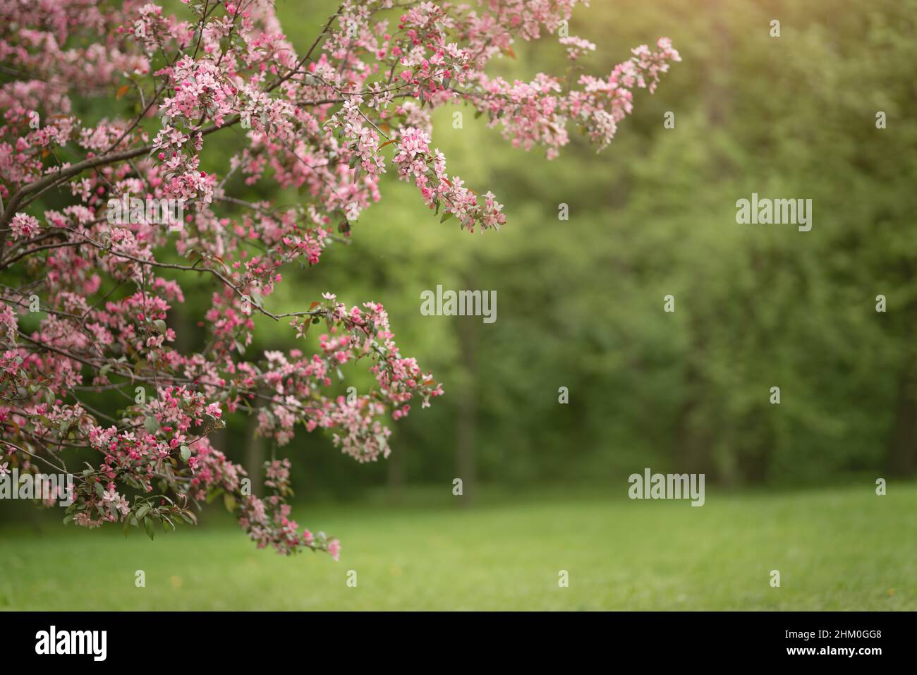 Cherry summer tree hi-res stock photography and images - Alamy