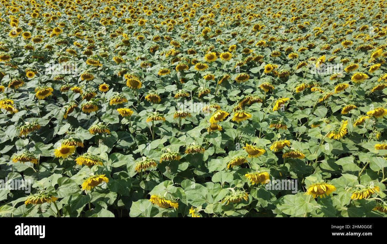 Sunflower field, top view. Sunflower plants bloom in a farmer's field ...