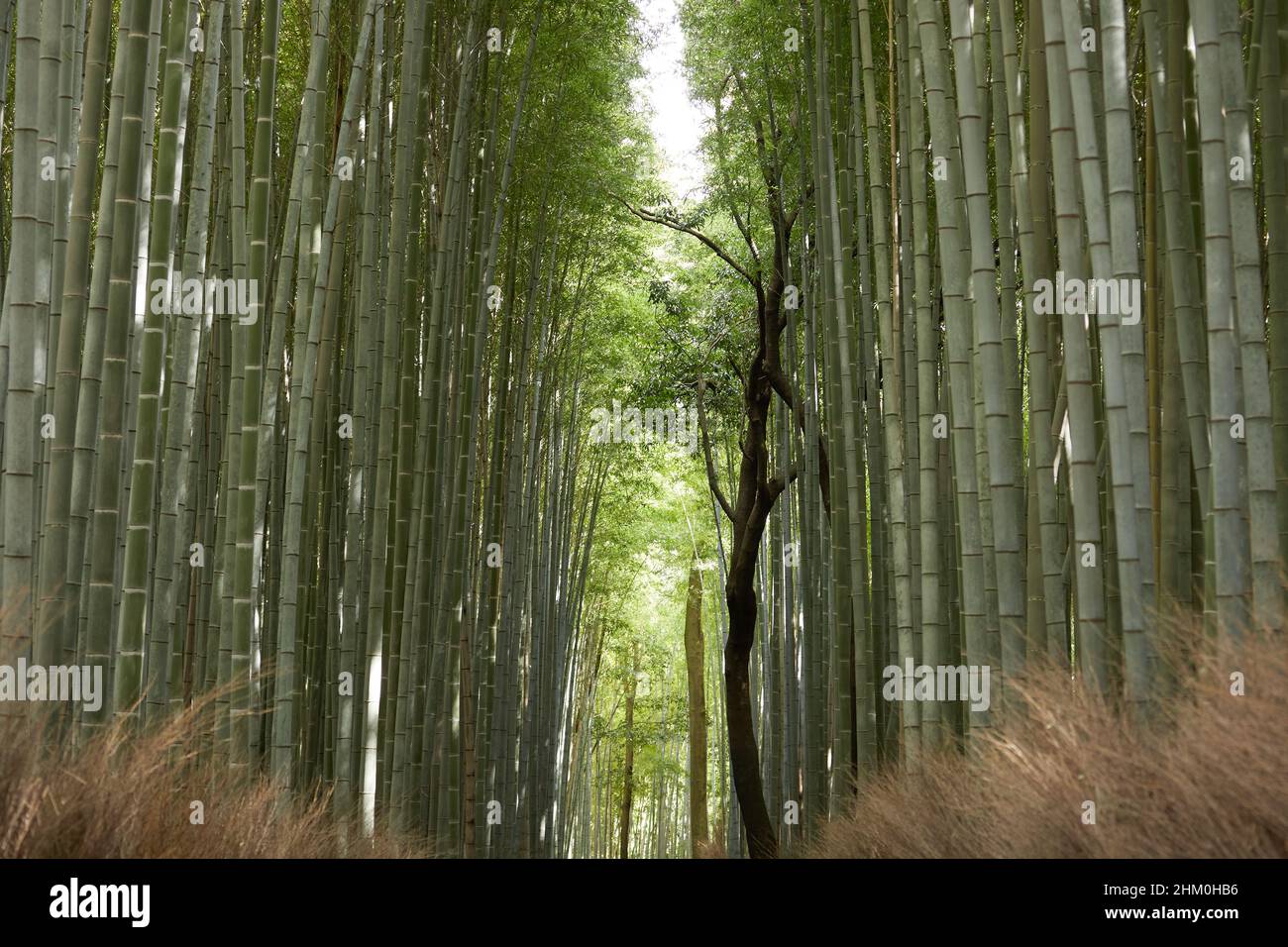 Arashiyama bamboo forest path in Kyoto Japan horizontal Stock Photo - Alamy