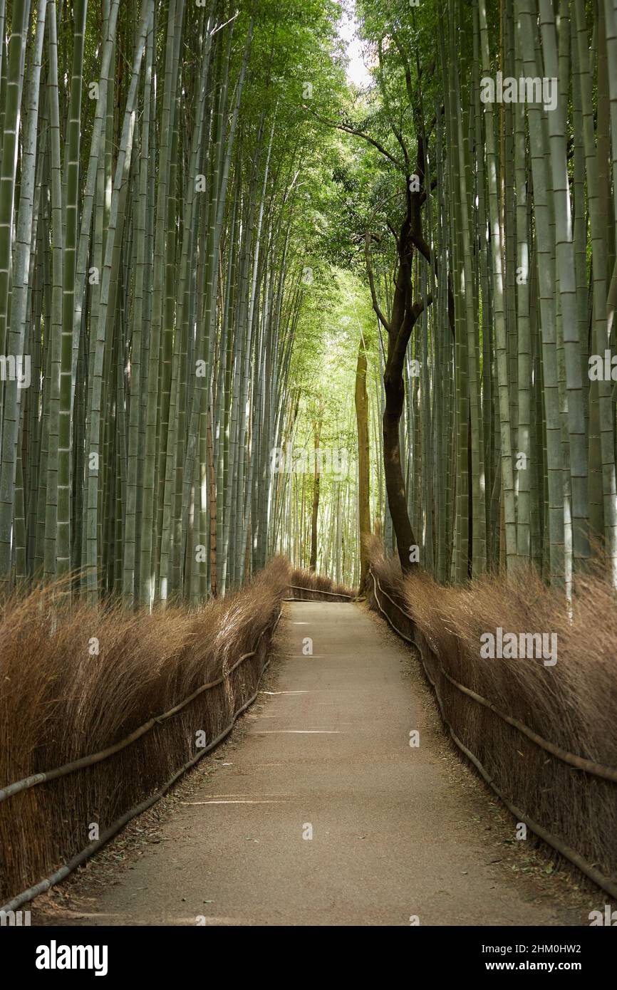 Bamboo forest path hi-res stock photography and images - Alamy