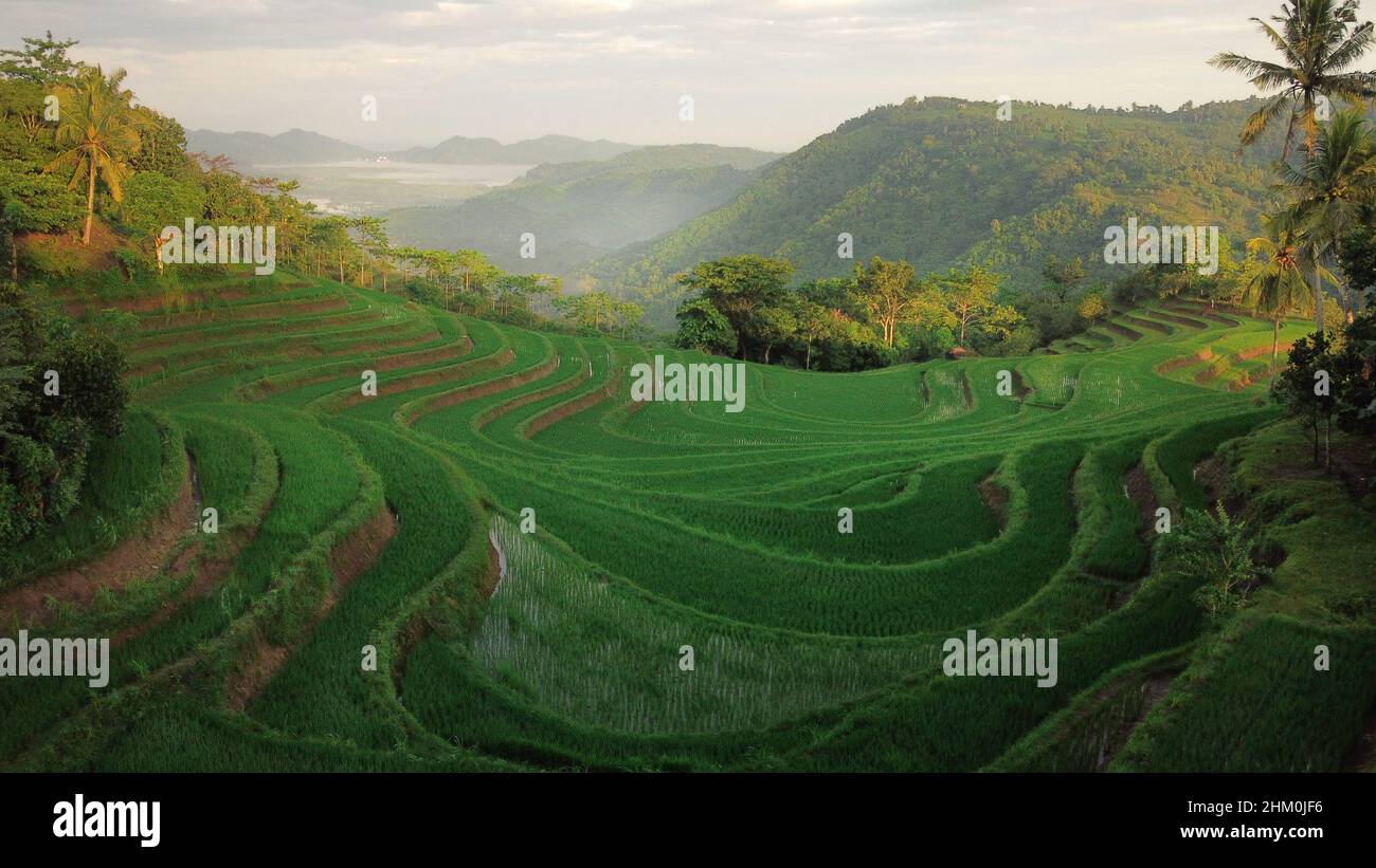 Indonesian rice fields aerial hi-res stock photography and images - Alamy