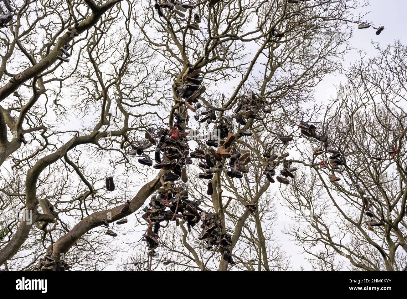 The Shoe Tree in Armstrong Park, Heaton, Newcastle upon Tyne, UK, where ...