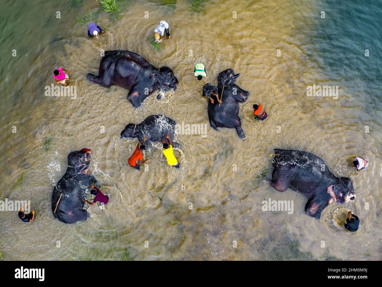 Bathing animal hi-res stock photography and images - Alamy