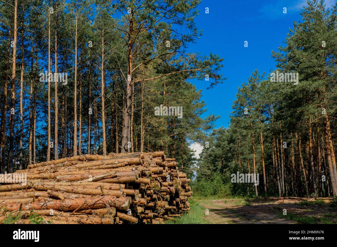 Stacked tree logs of pine wood in forest. Forest felling. Timber ...