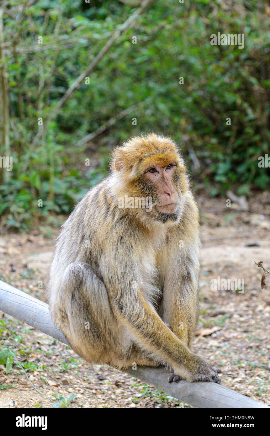 Macaques (Barbary Apes - Macaca sylvanus) at La Vallée Des Singes ...