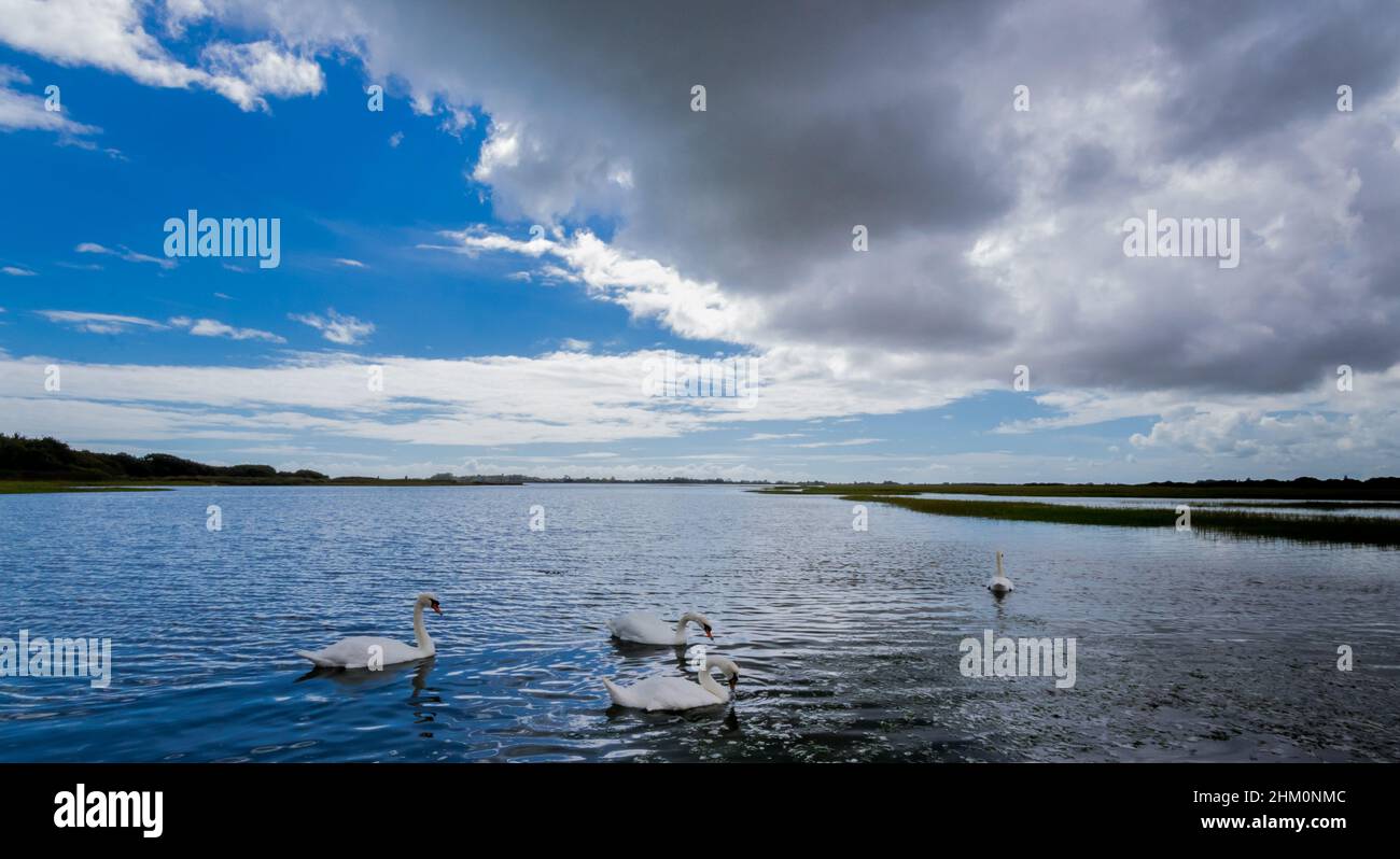 The four swans of Pagham, a nature reserve near Chichester and Bognor ...