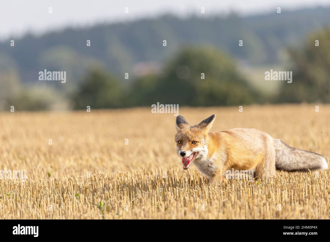 Red fox is running on a yellow stubble field. Horizontally Stock Photo ...