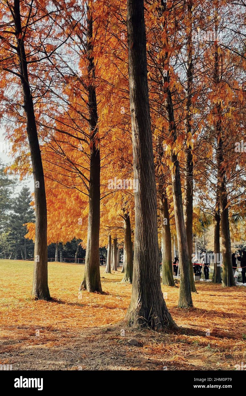 Vertical of a forest full of autumn trees covered with sunlight Stock ...