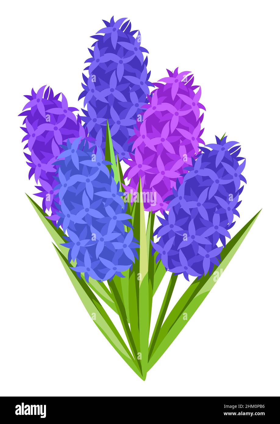 Purple hyacinth Stock Vector Images - Alamy