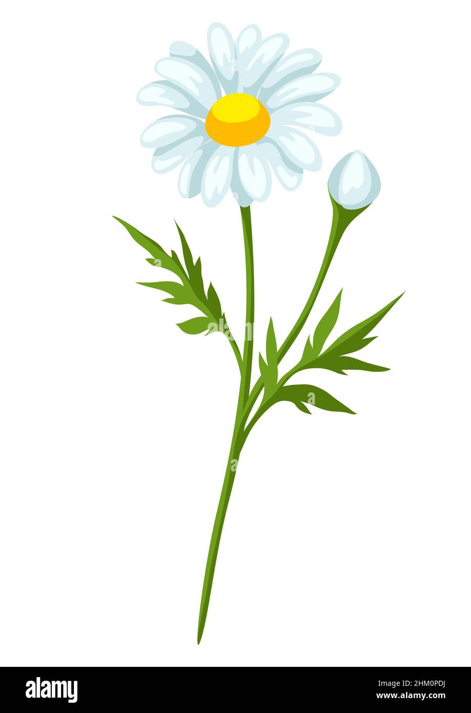 Illustration of chamomile flower. Beautiful decorative spring plant ...