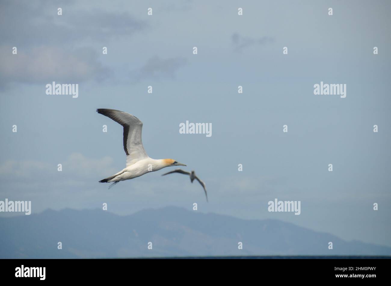 Biodiversity in australia hi-res stock photography and images - Alamy