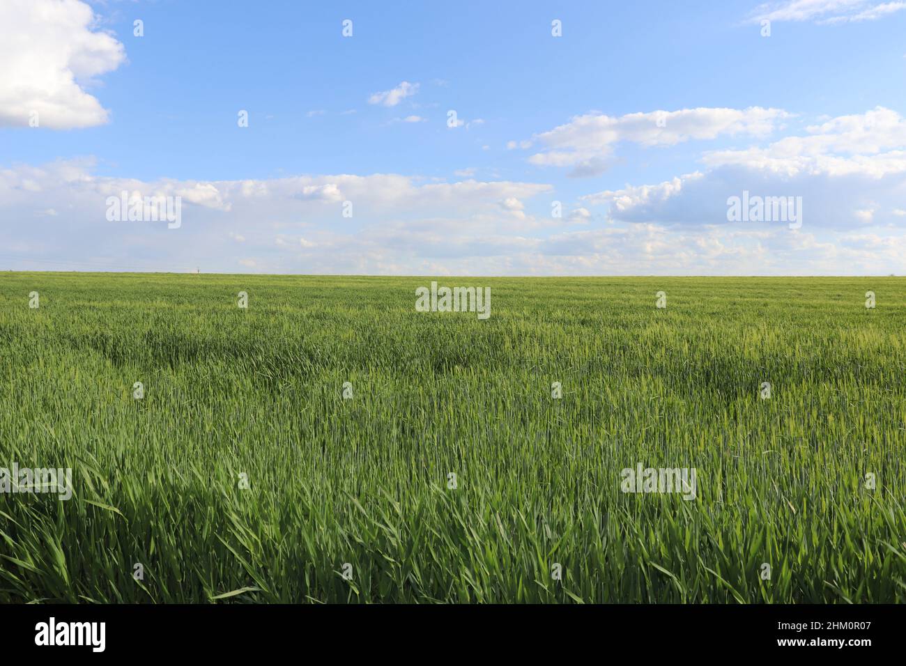 A green wheat field and blue sky at the end of spring. Rural scene in ...