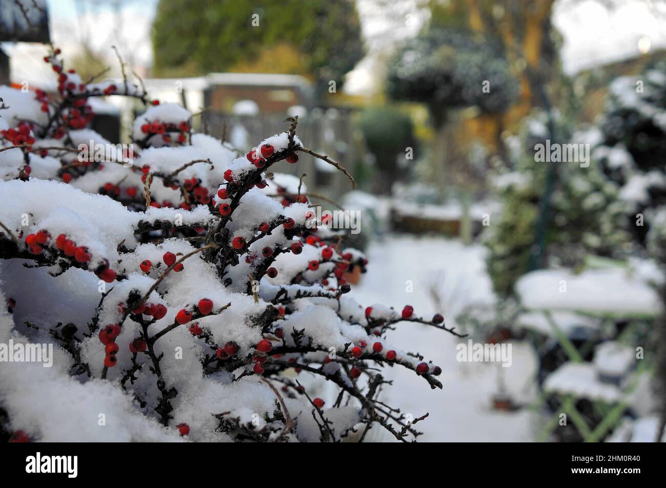 Sunny berry bush hi-res stock photography and images - Alamy