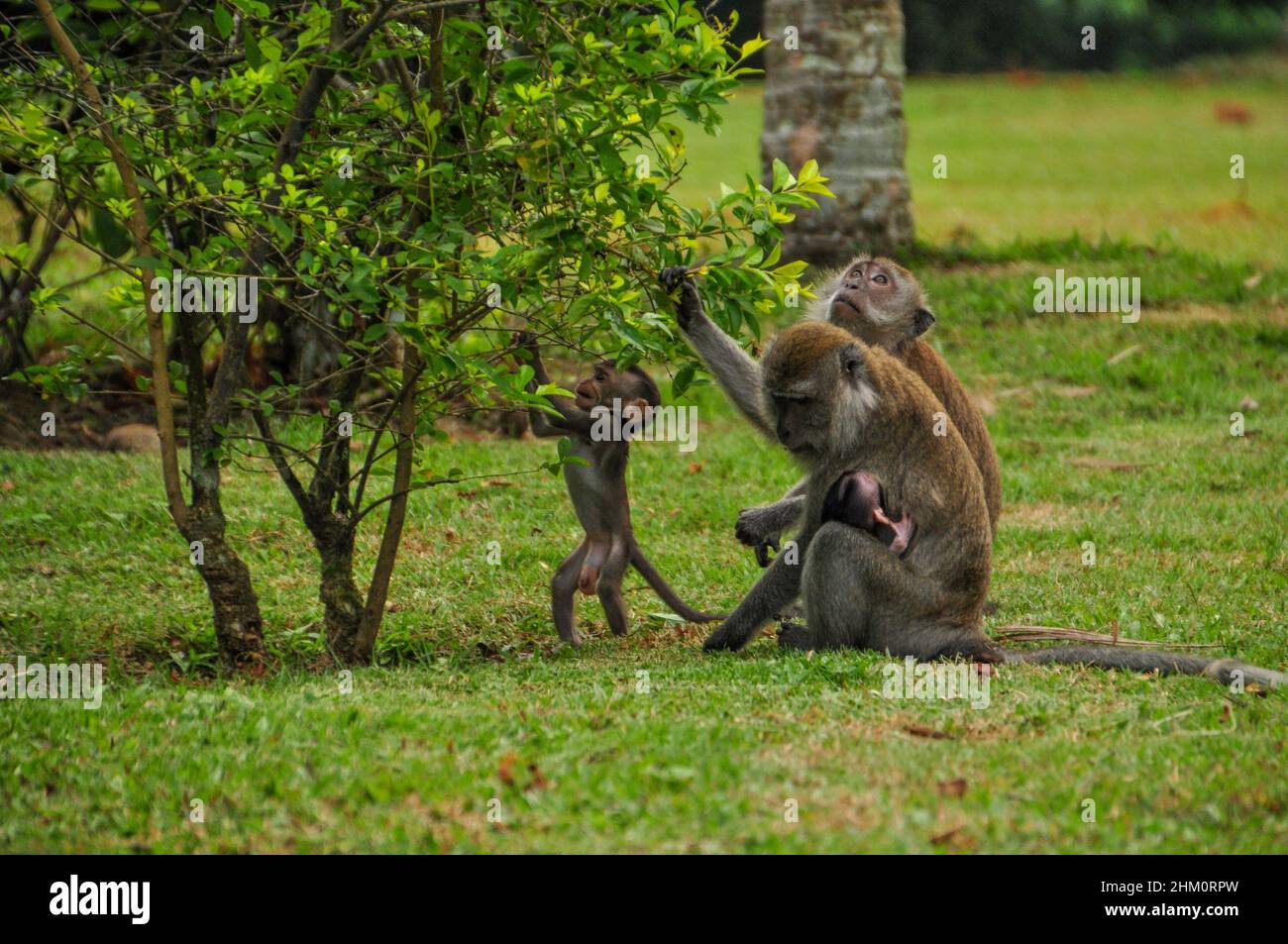 Asian primate species hi-res stock photography and images - Alamy