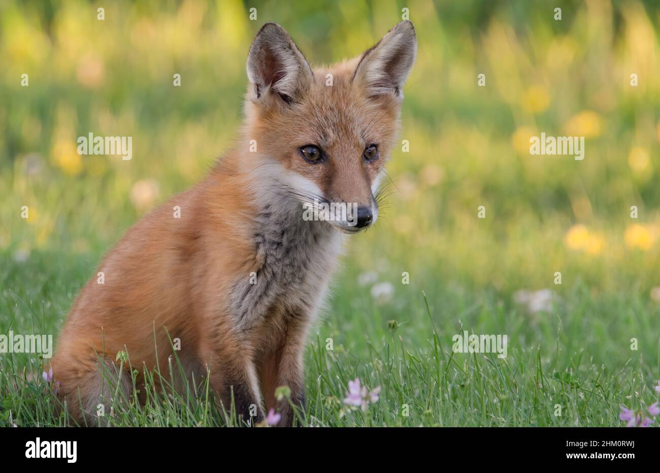 Baby fox know as a kit, sitting in field of grass and flowers Stock ...