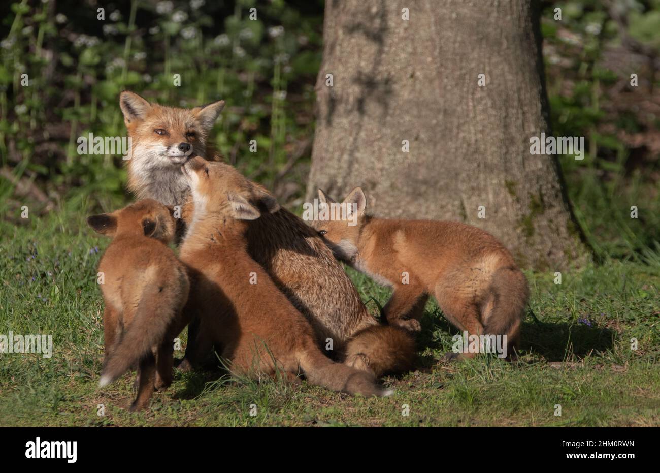 Family of baby foxes know as kits, playing outside Stock Photo - Alamy
