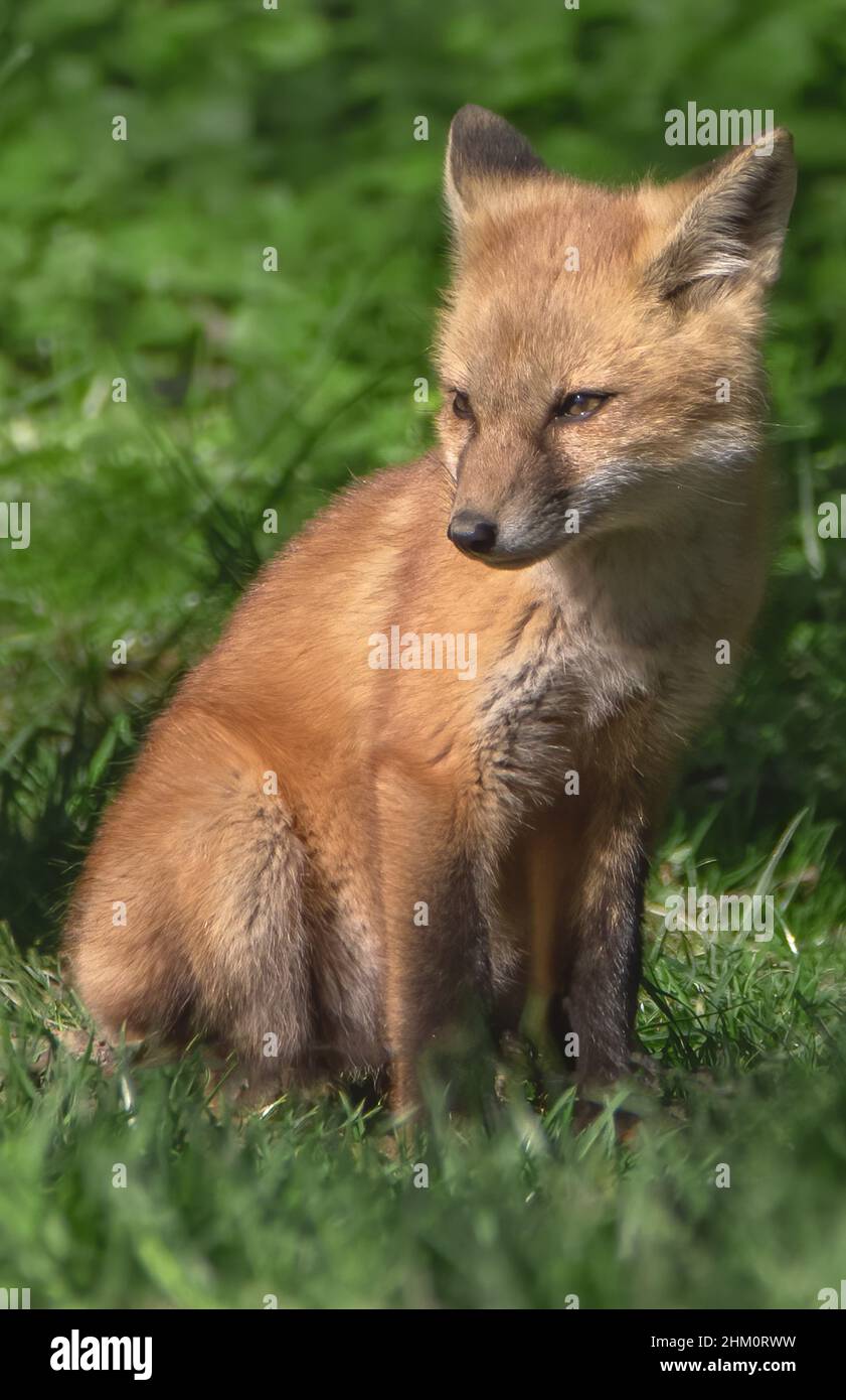 Foxes sitting hi-res stock photography and images - Alamy