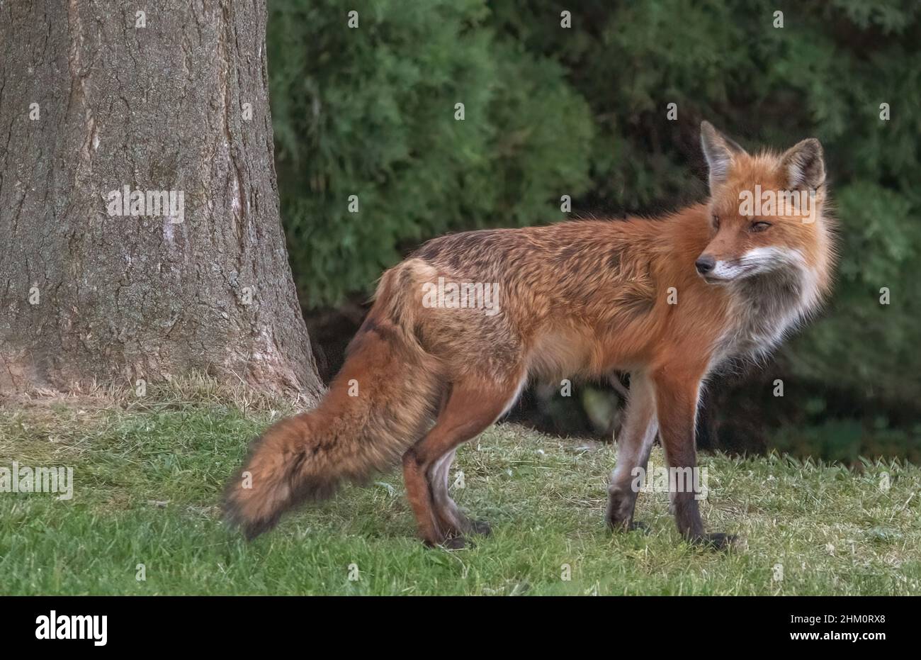 Adult female American red fox looking backwards Stock Photo - Alamy