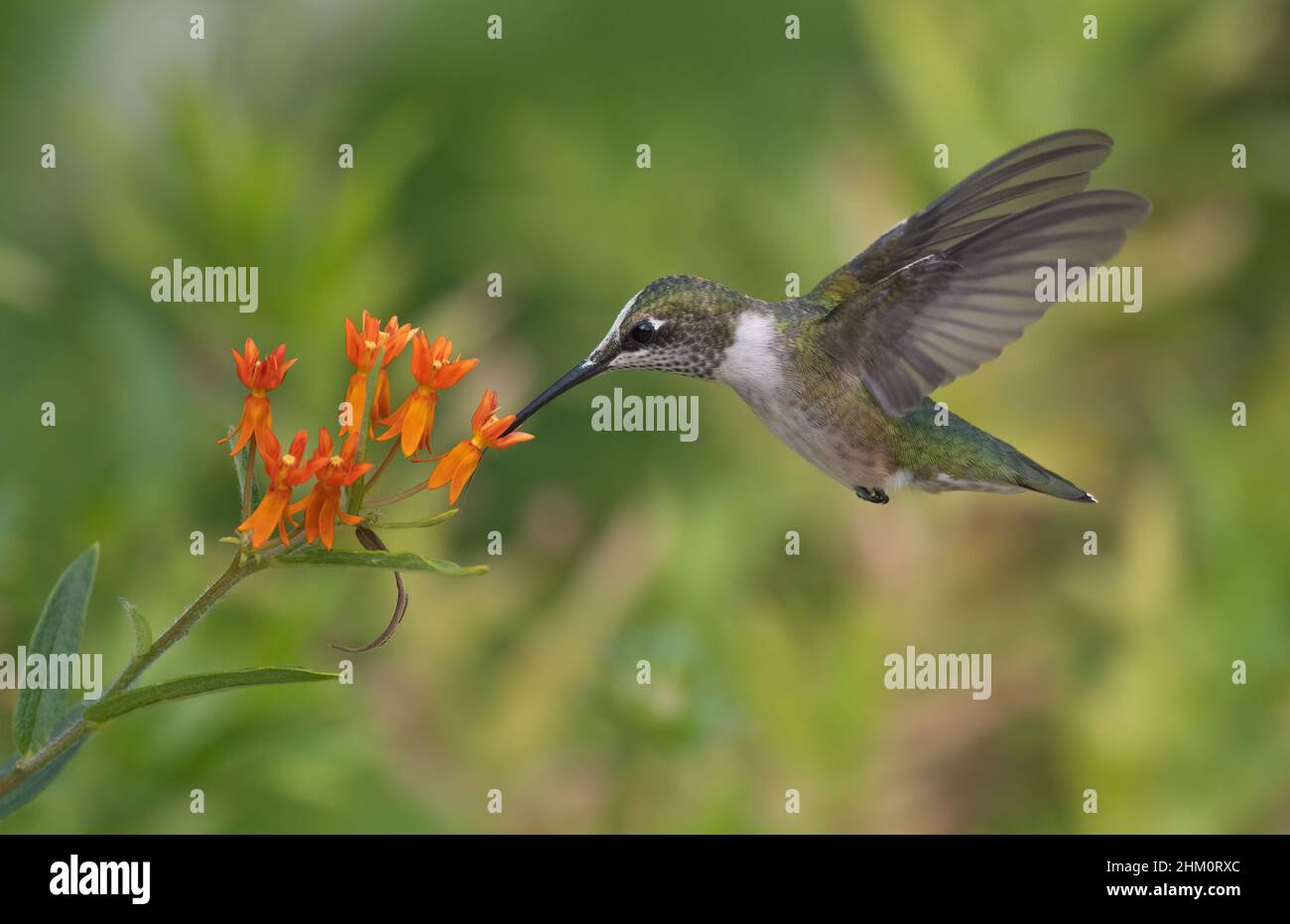 Ruby-throated hummingbird hovering in flight while drawing nectar from ...
