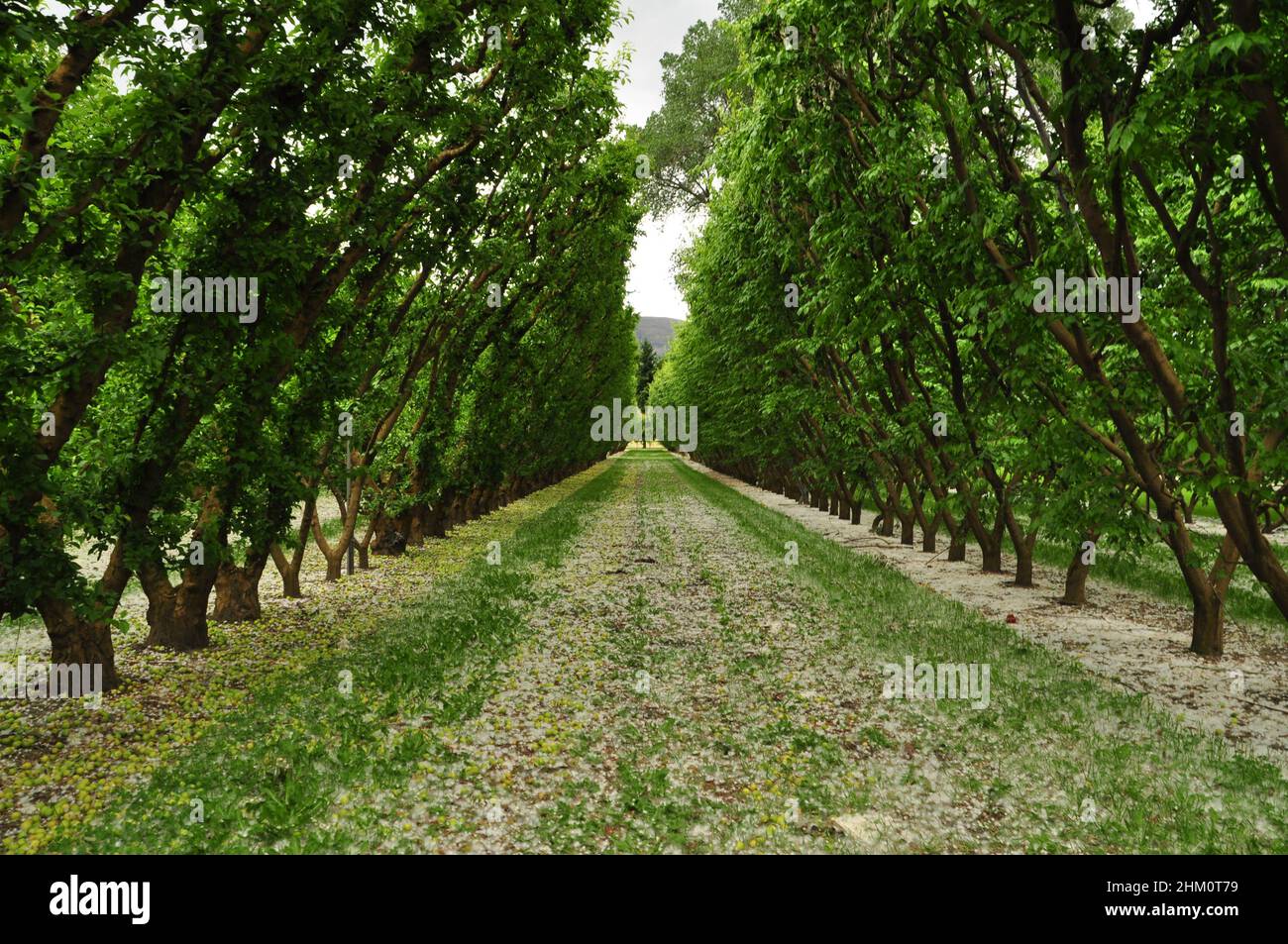 An orchard - rows and rows of fruit trees in New Zealand Stock Photo ...