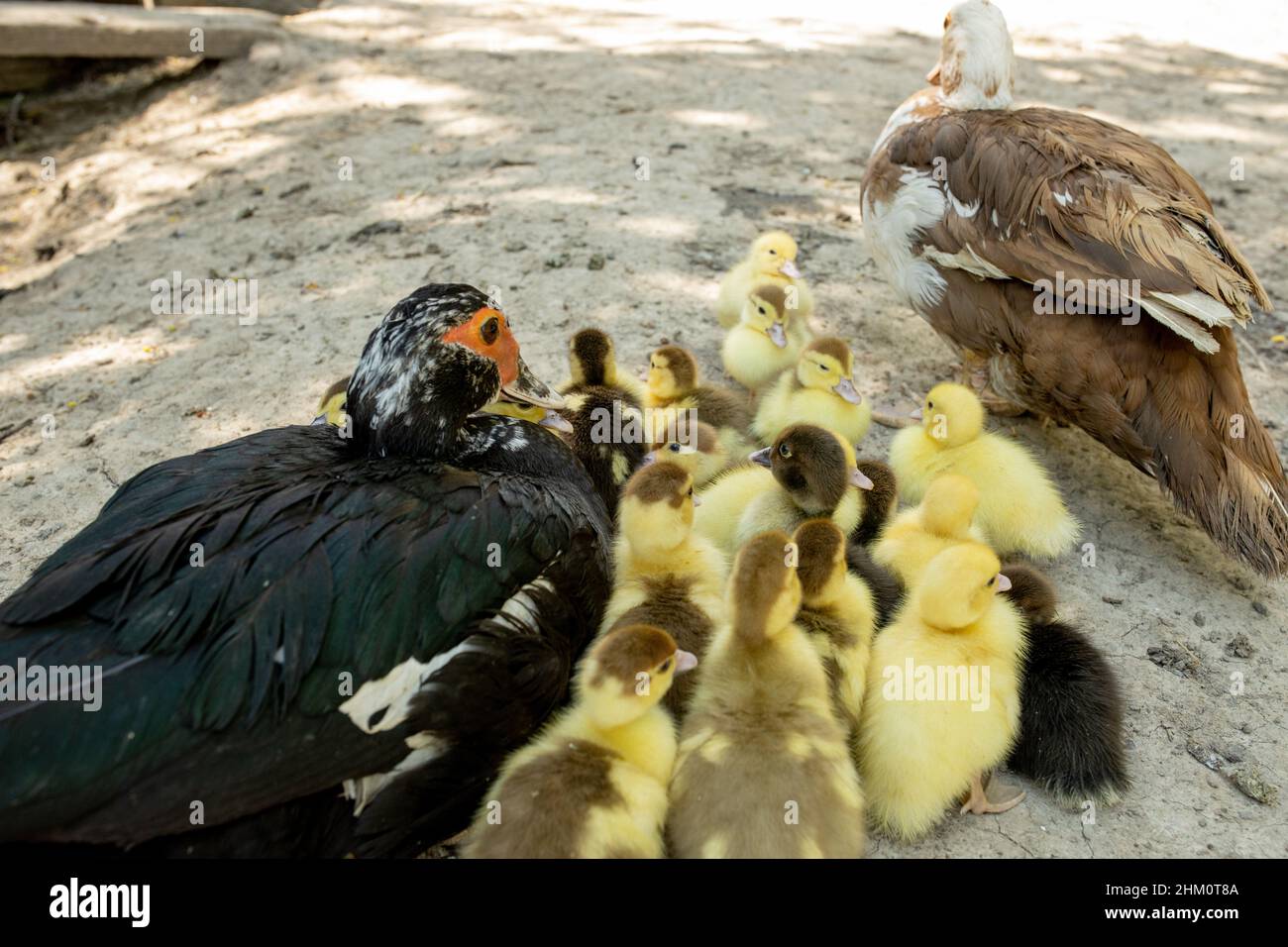 Mother duck with her ducklings. There are many ducklings following the ...
