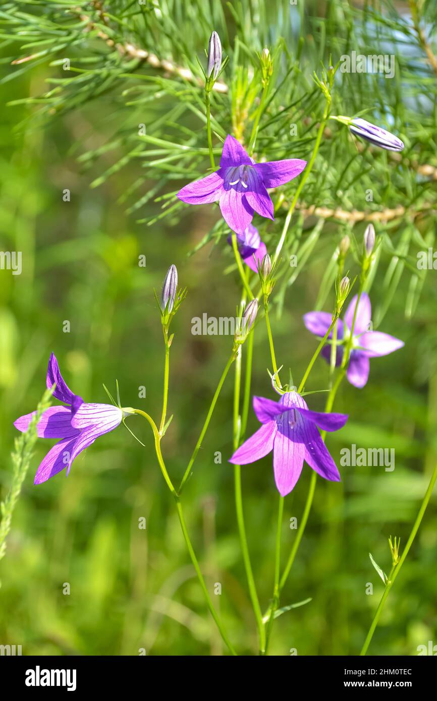 Forest purple bluebells grow under the branches of a young pine ...