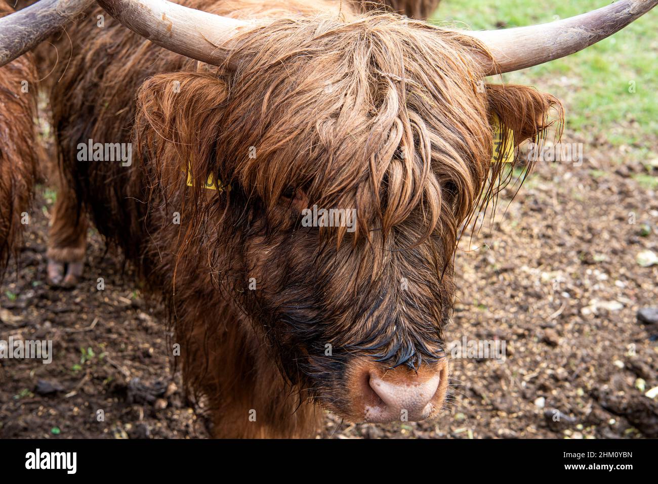 Dirty cows hi-res stock photography and images - Alamy