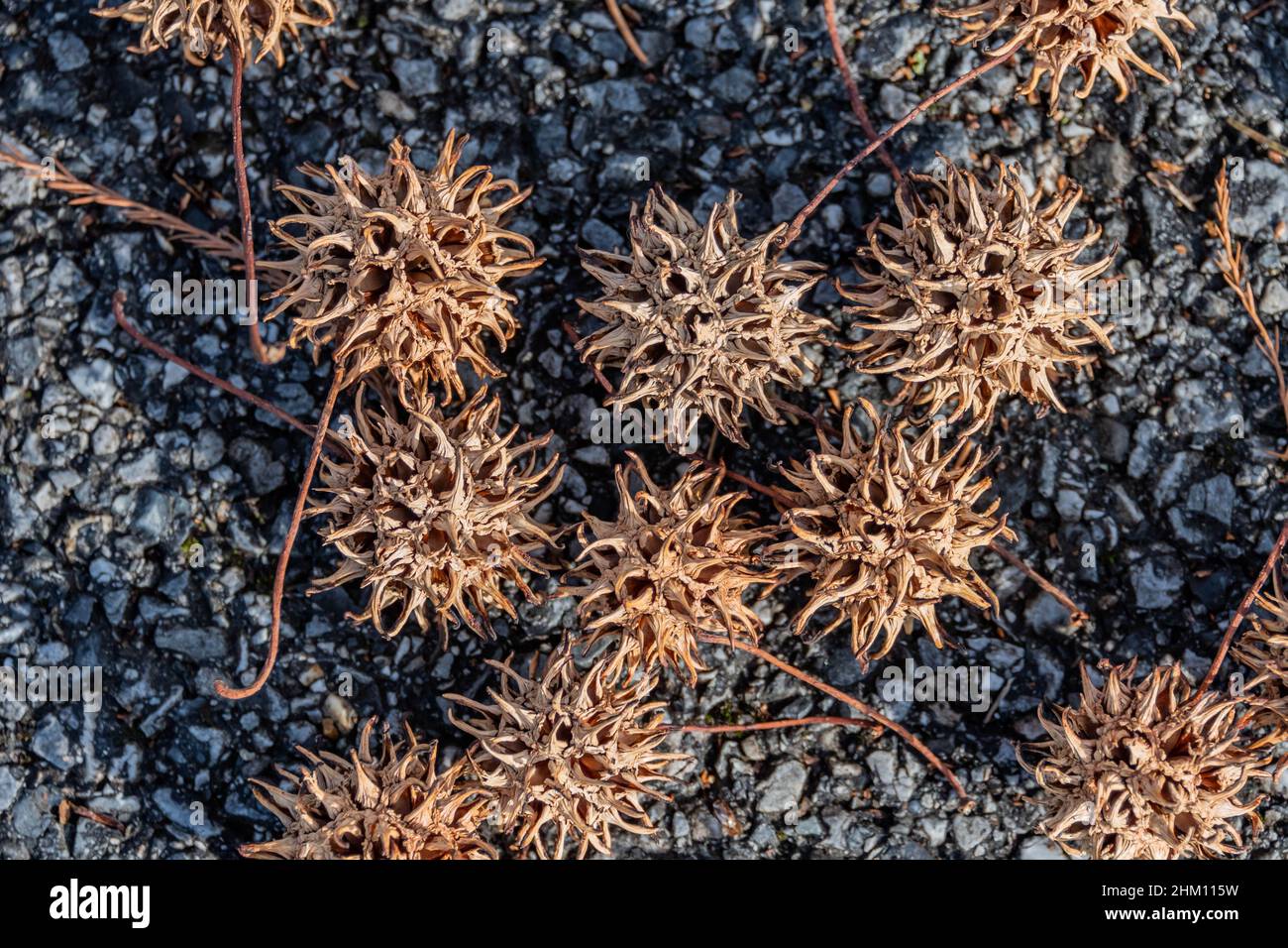 Sweet Gum Balls, Gettysburg National Cemetery, Pennsylvania, USA Stock ...