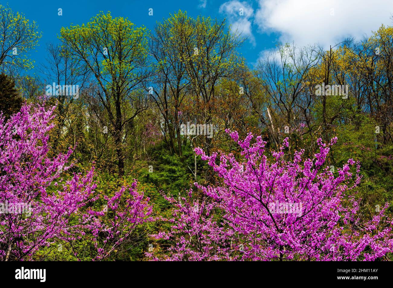 Redbuds Blooming at Harpers Ferry, West Virginia, USA Stock Photo - Alamy