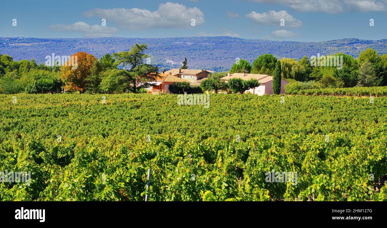 View on valley with vines after harvest and typical French farm house ...