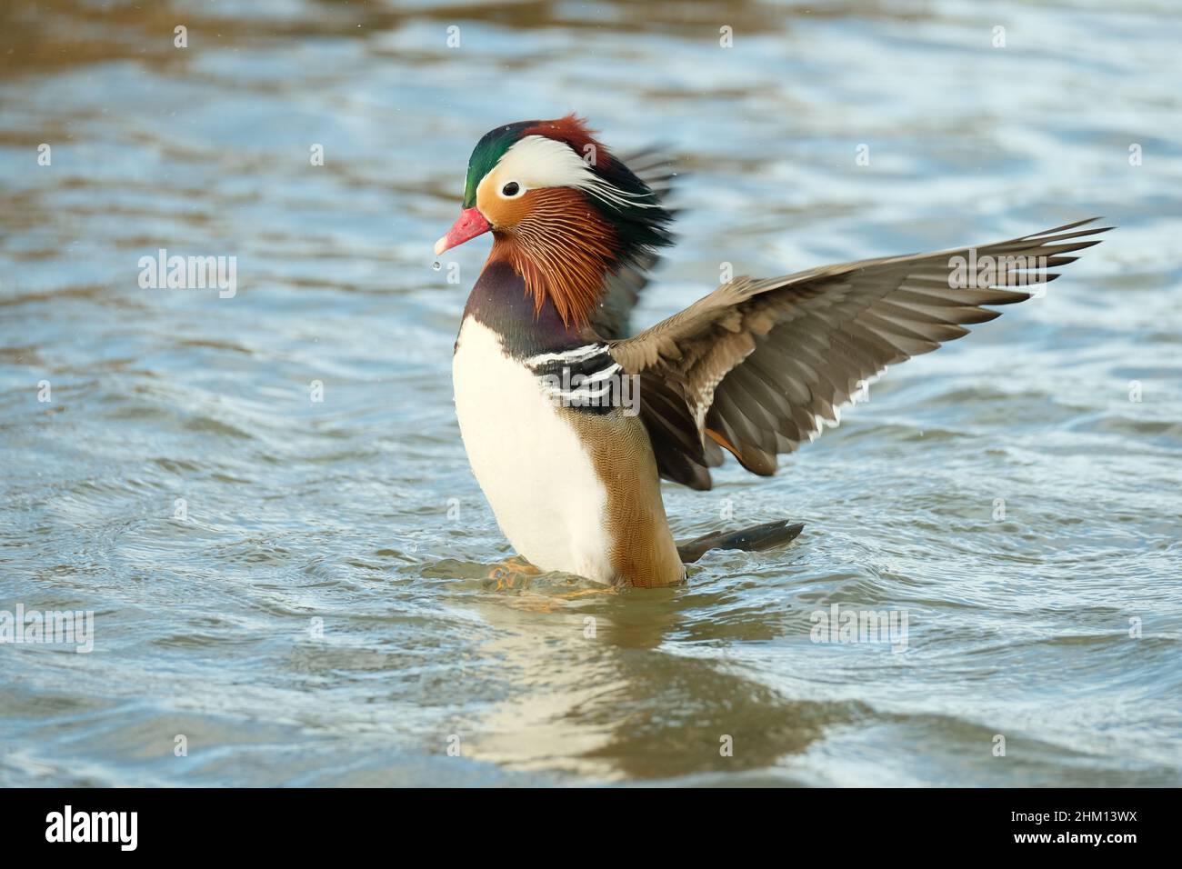 mandarin duck stretching his wings Stock Photo - Alamy