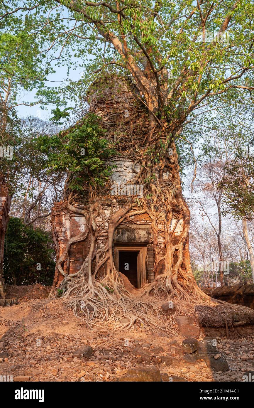Tropical Tree wraps its roots around the ruins of an ancient Cambodian ...