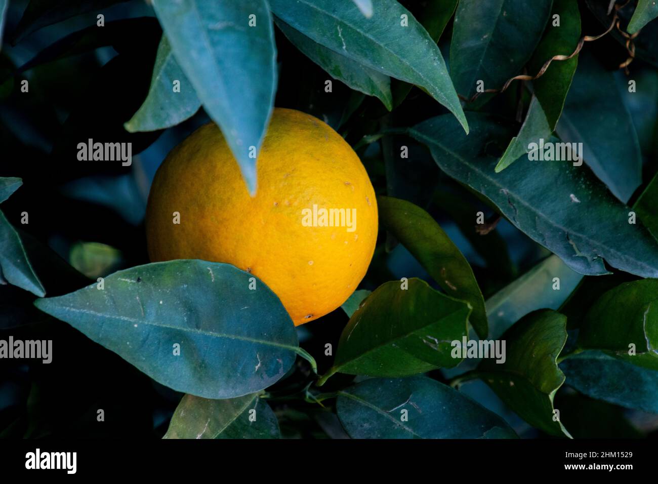 Oranges hanging from an Orange tree Stock Photo - Alamy