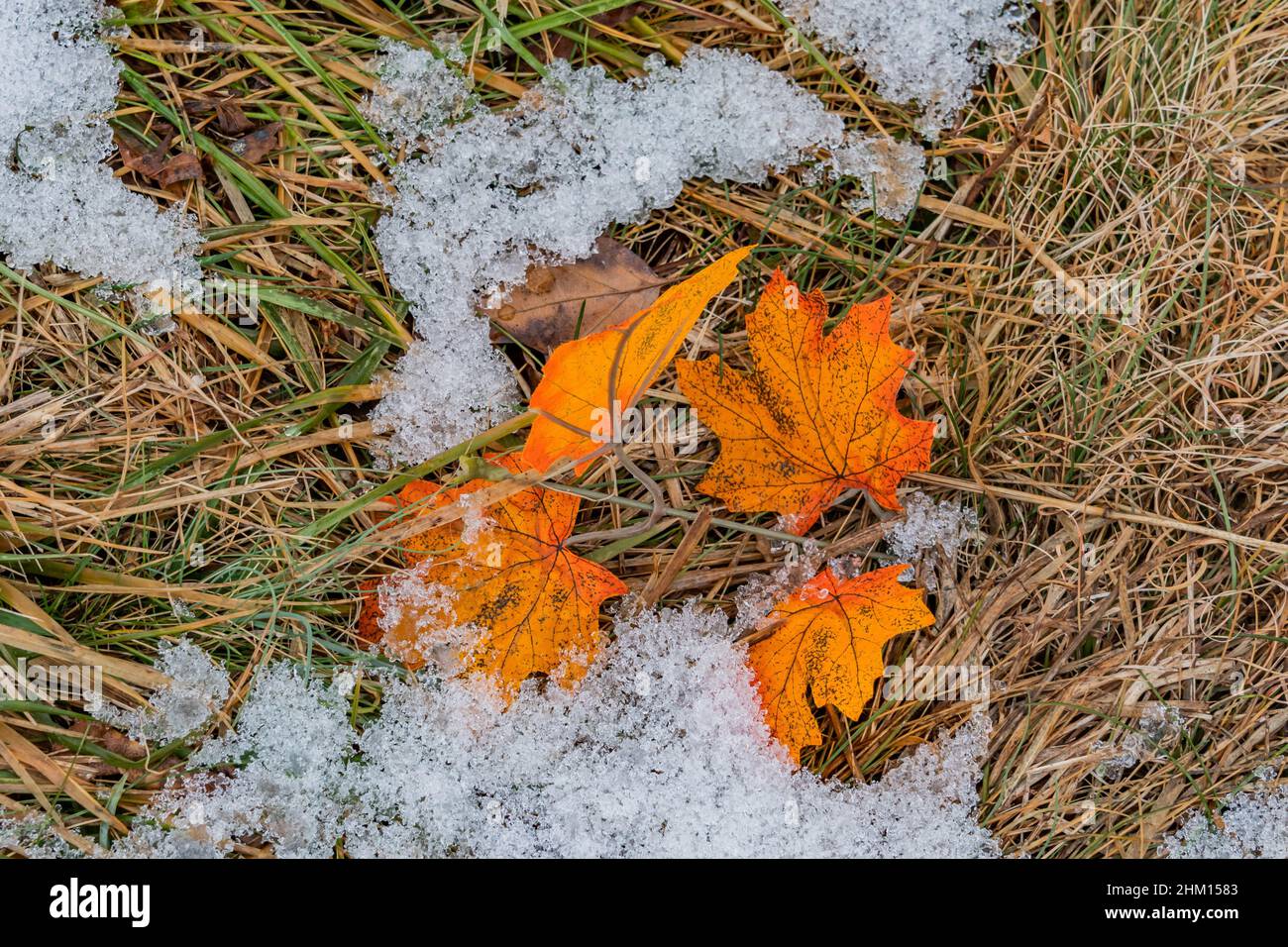 Autumn Leaves Emerging From The Snow, Pardee Field, Gettysburg National ...