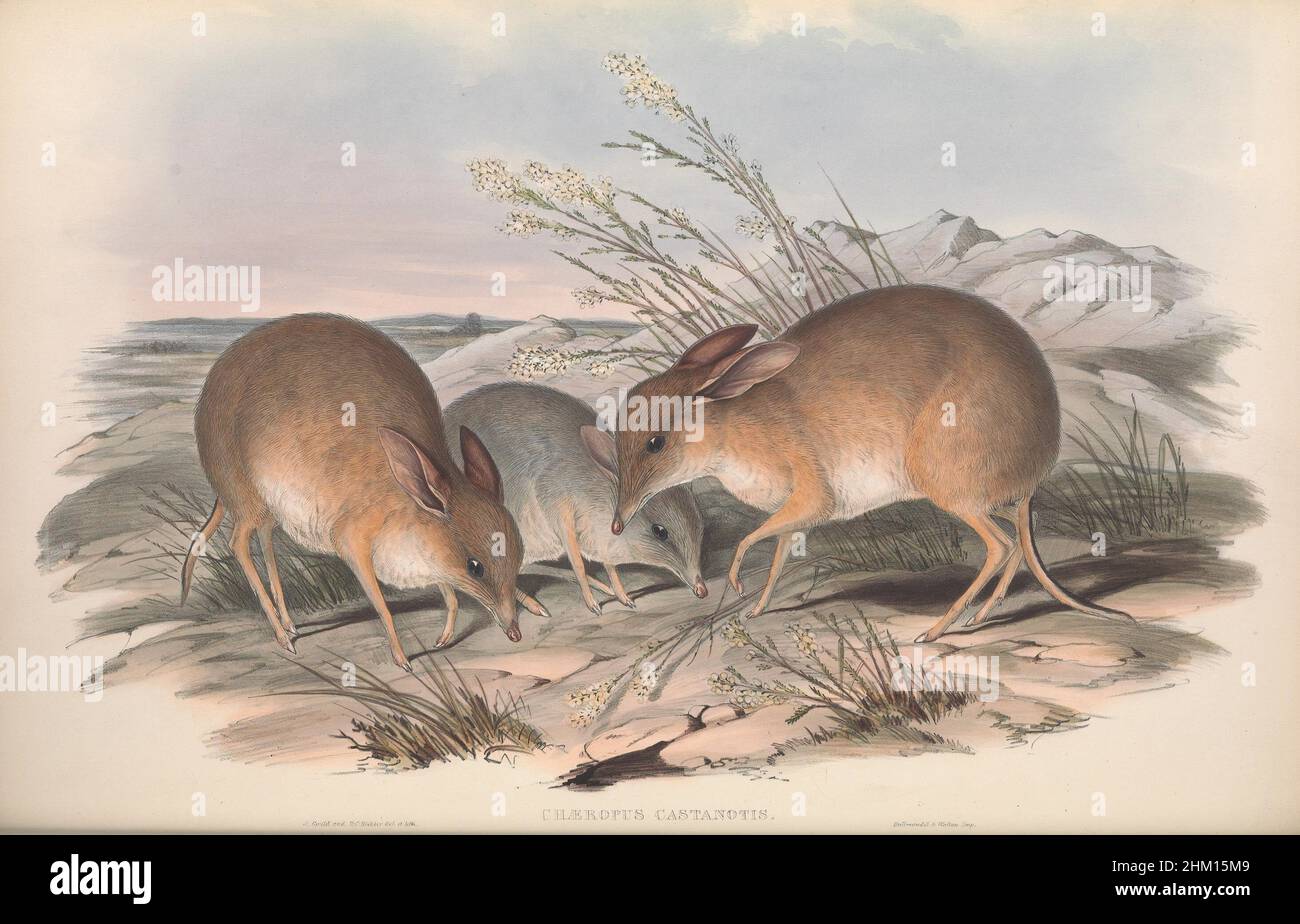 Biodiversity Heritage Library High Resolution Stock Photography and ...