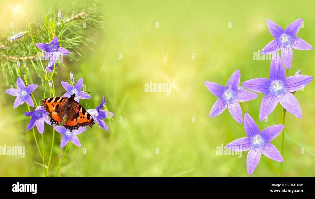 Purple little bells with a butterfly sitting on them, grow in a forest ...