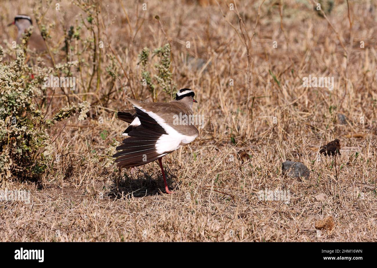 Rear view bird hi-res stock photography and images - Alamy