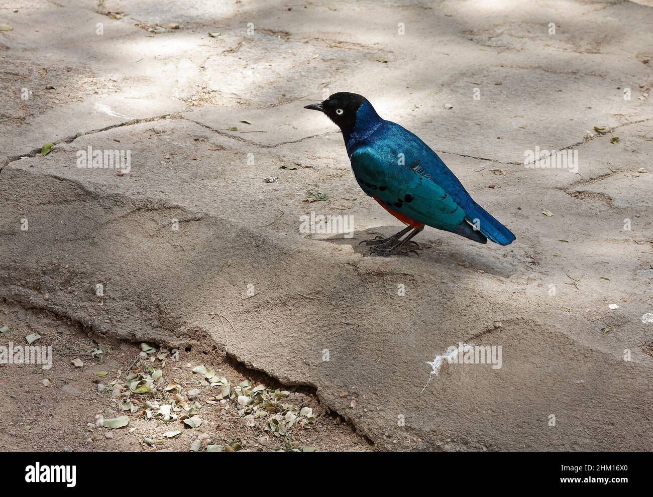 Superb starling, small bird, brightly colored, black head, Lamprotornis ...
