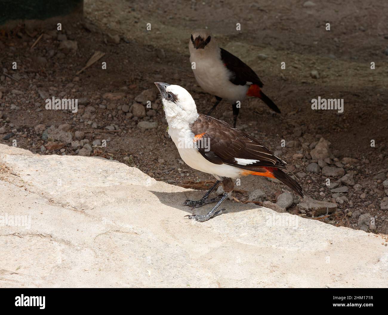 White-headed buffalo weavers, White-faced buffalo weavers, two, 1 in ...